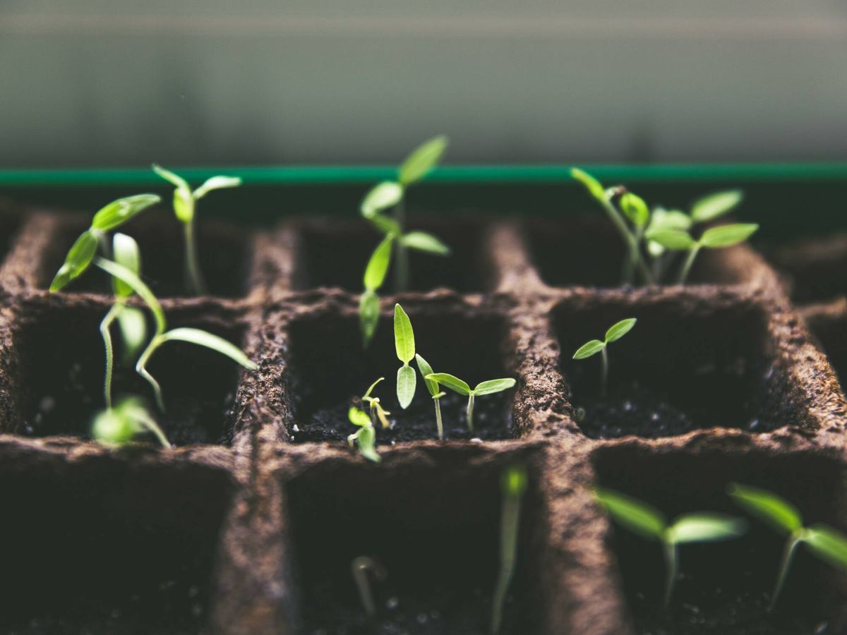 Proyecto de Innovación con la empresa Nufol - Paudire